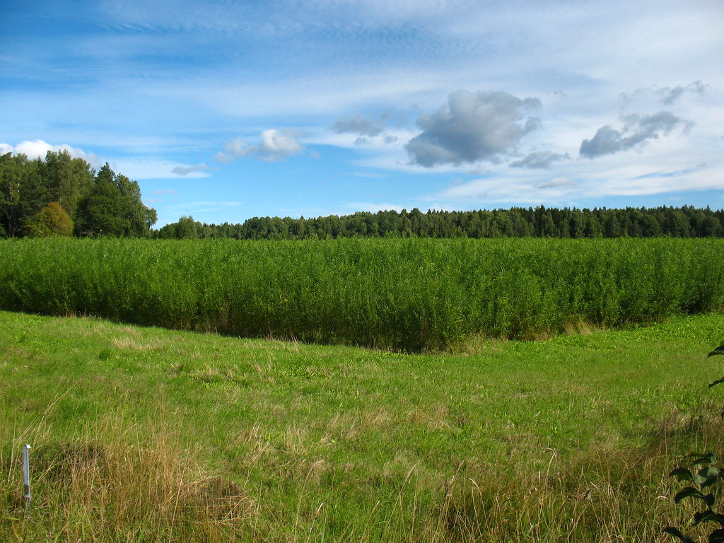 Exploring the Basics About Biomass and Biomass Energy
